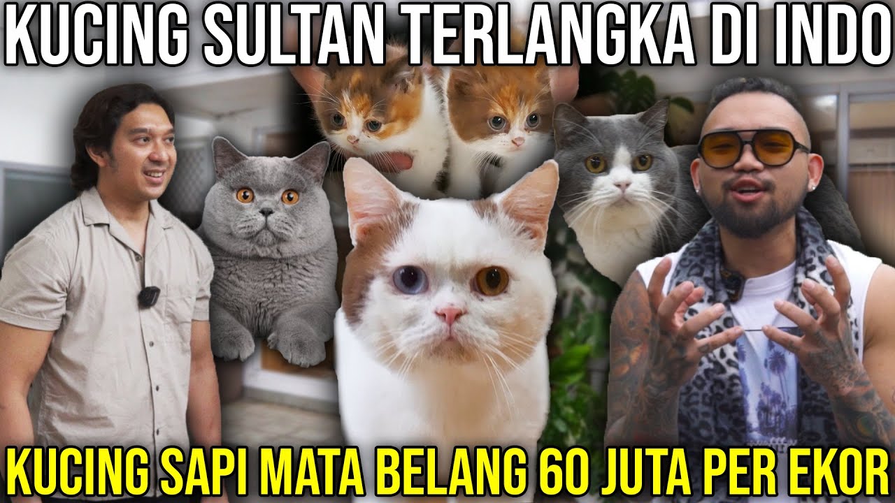KUCING SULTAN TERLANGKA DI INDO. KUCING SAPI MATA BELANG 60 JUTA PER ...