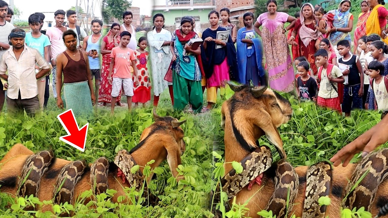 झारखंड में किसान के खेतों पे निकला विशालकाय अजगर सांप, देखिए कैसे बकरी ...
