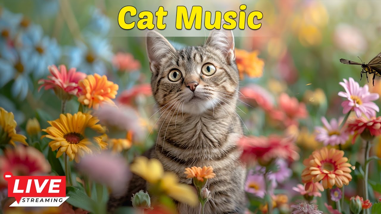12 Hours of Music to Help Calm Cats - Cat Tranquility Tunes - Soothing ...