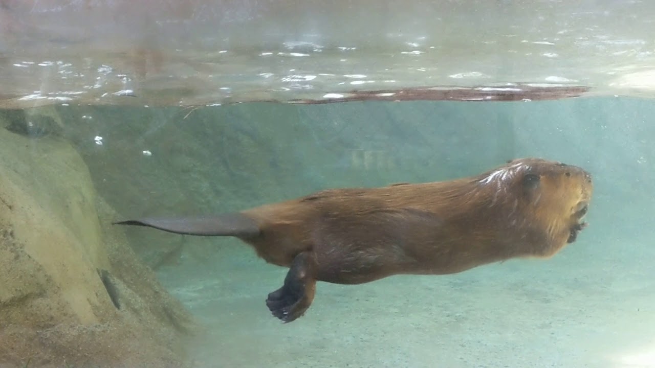 Beaver Swims and workout underwater - YouTube