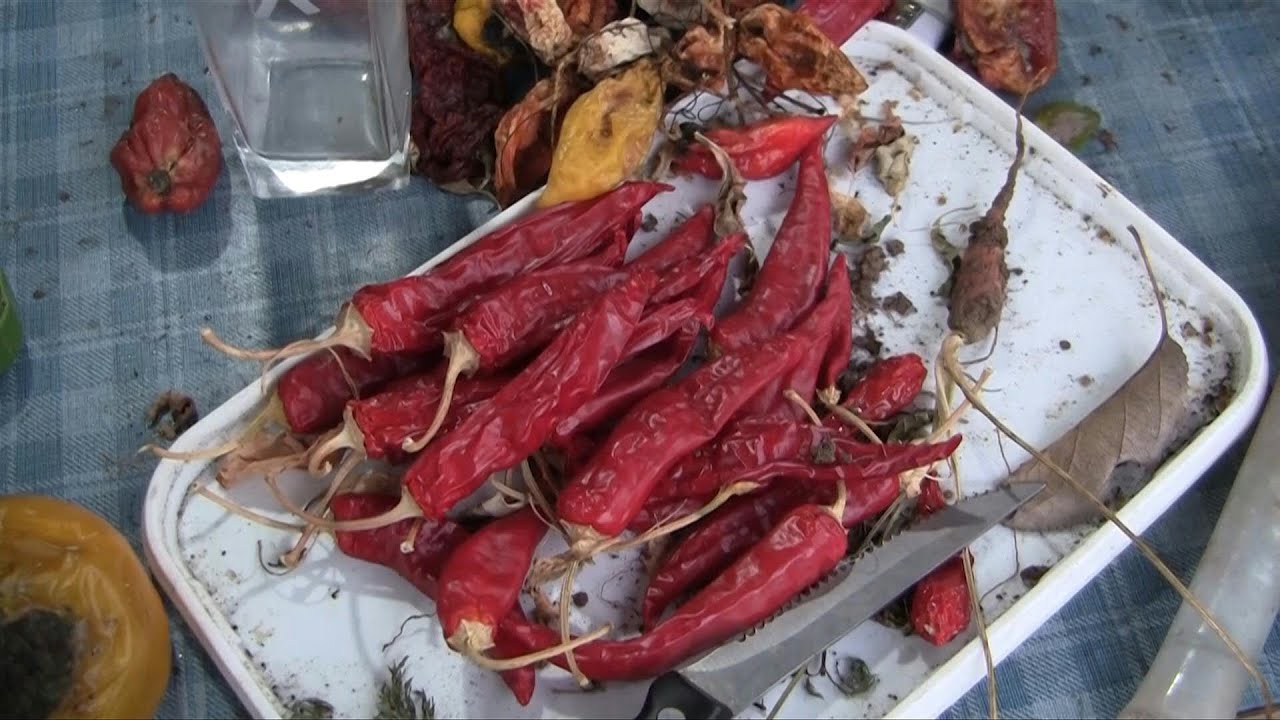 In Serbia, world's hottest peppers grow under the snow | AFP - YouTube