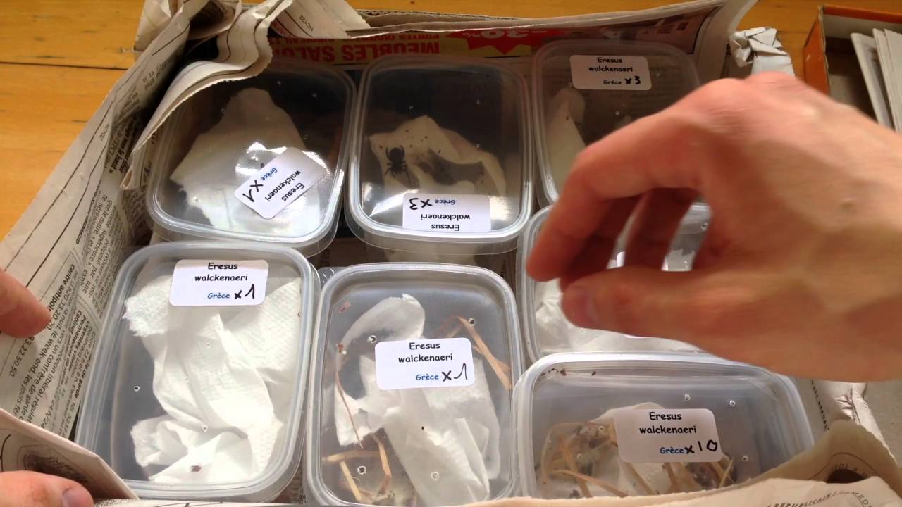 Huge Spider Unboxing! - YouTube