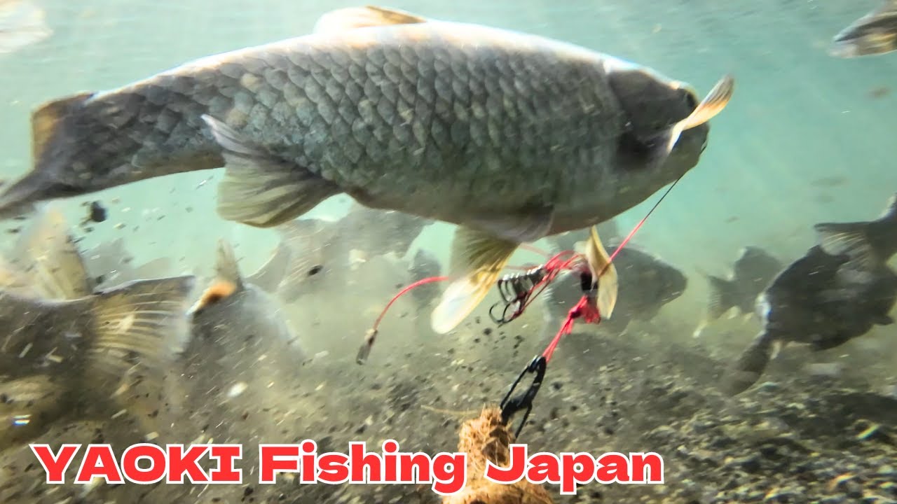 Japanese carp fishing style "SUIKOMI" - YouTube