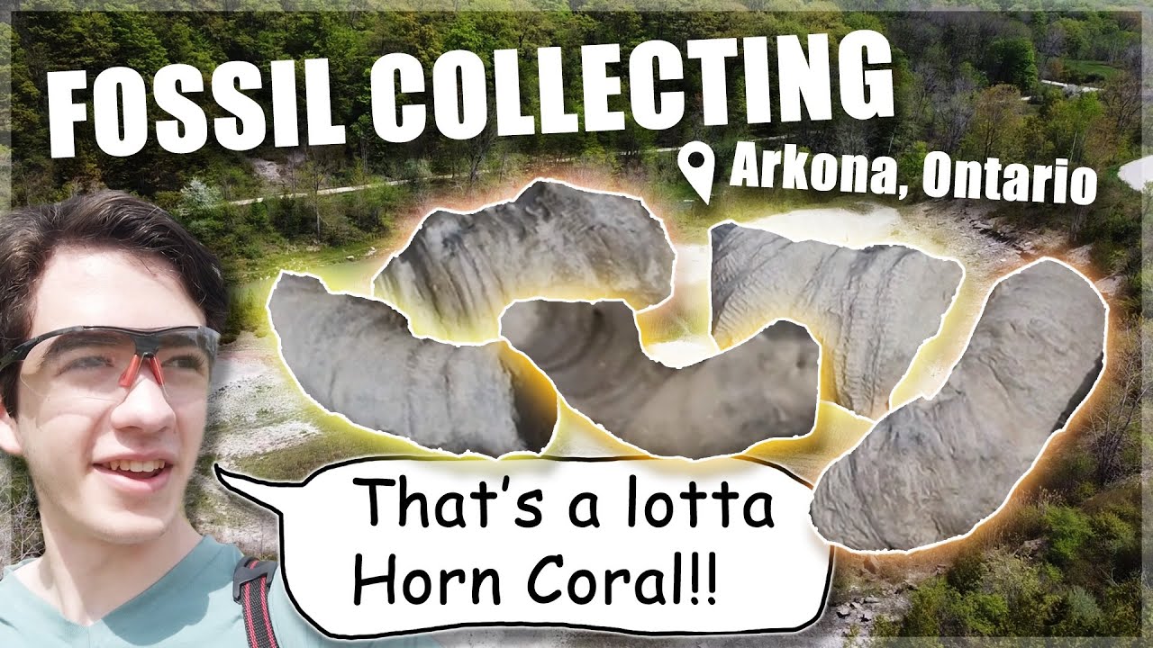 Digging for MASSIVE Fossils in Arkona, Ontario!! | Alex Karatzky - YouTube