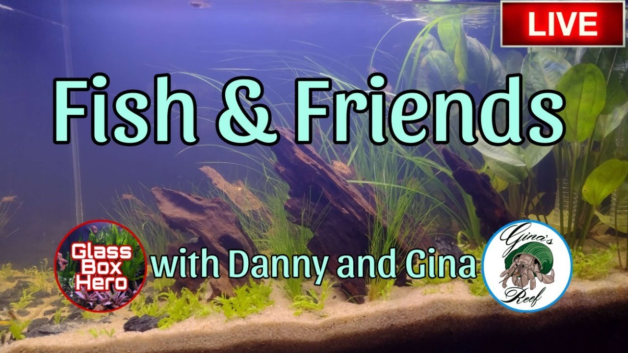 Fish & Friends with Gina and Danny | Season 3, Episode 3 - YouTube