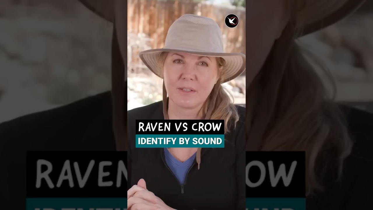 SOUND ID - Raven vs Crow - YouTube