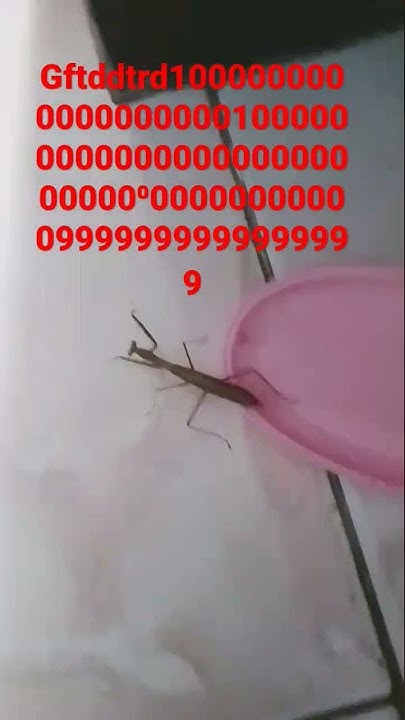 Codes and Mantis - YouTube