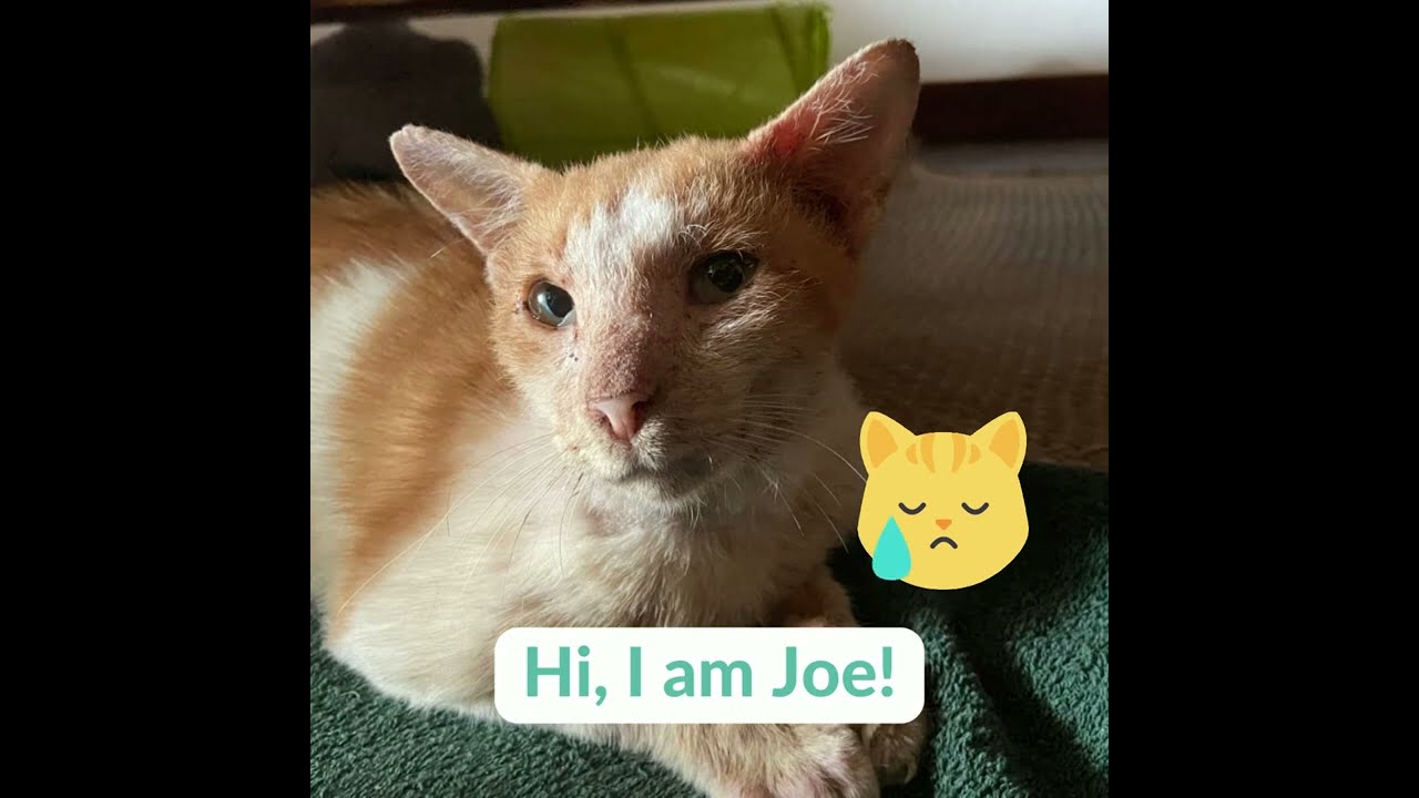 Hi, I am Joe - YouTube