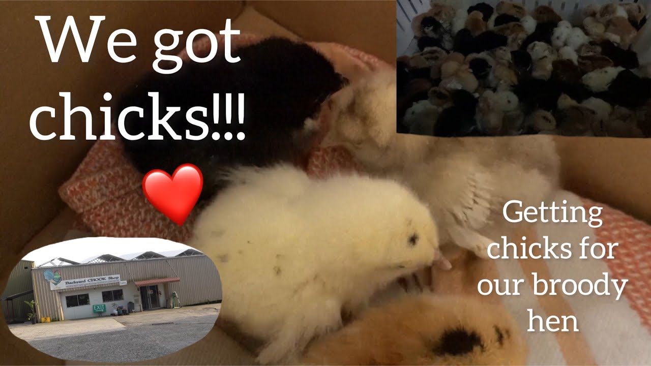 WE GOT CHICKS!!! GETTING CHICKS FOR OUR BROODY HEN 🐓🐥 - YouTube