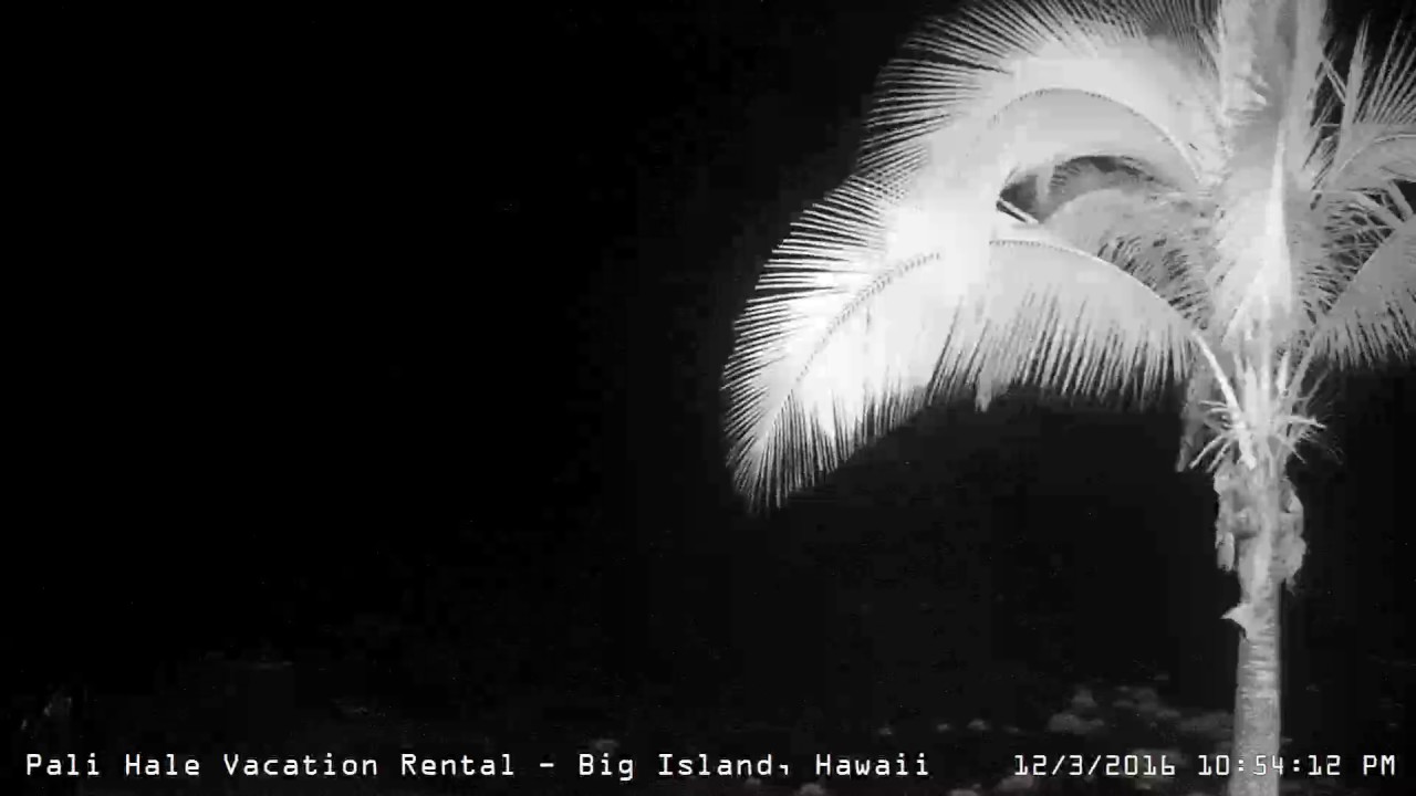 Pali Hale Live Stream from Puna Coast of Kea'au, Big Island Hawaii ...