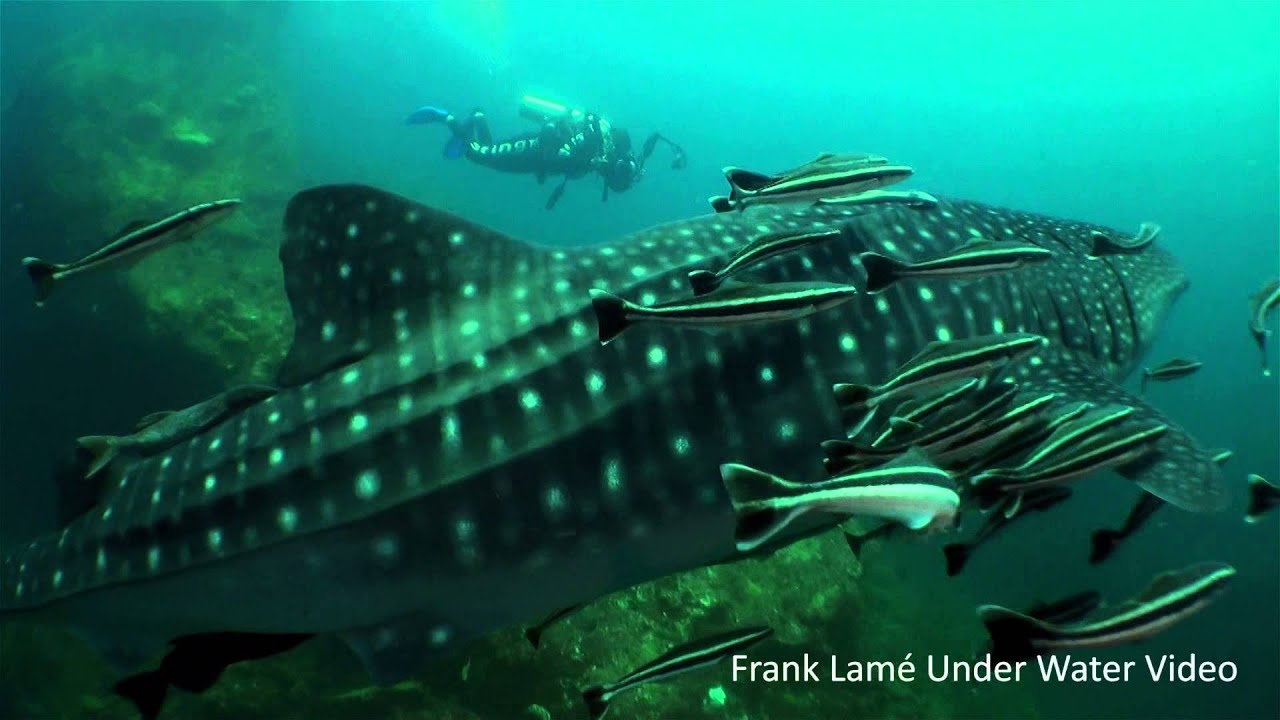 Meeting a Whale Shark! - YouTube