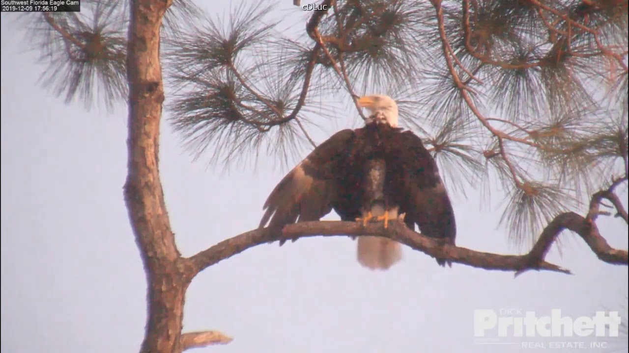 SWFL Eagles * A GREAT FIRST LOOK!! at M15's Brood Patch * As He Dries ...