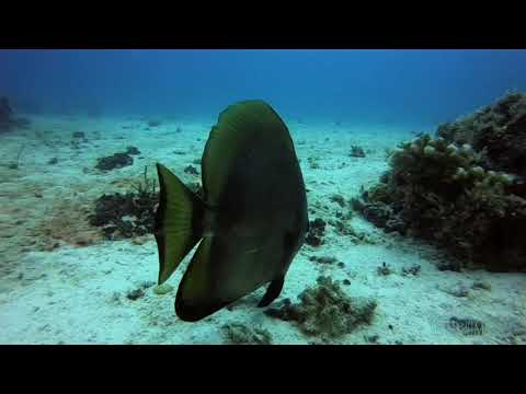 Batfish Platax Pinnatus (pez murciélago)