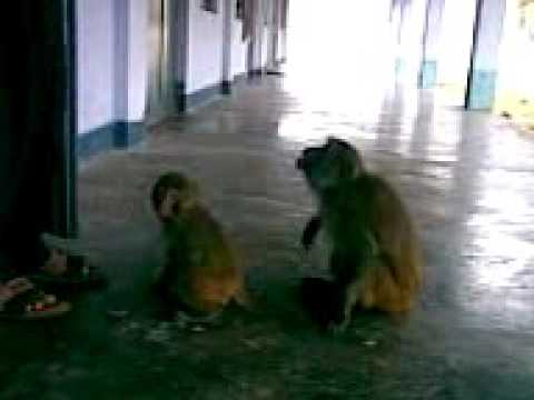 Monkeys at work - YouTube