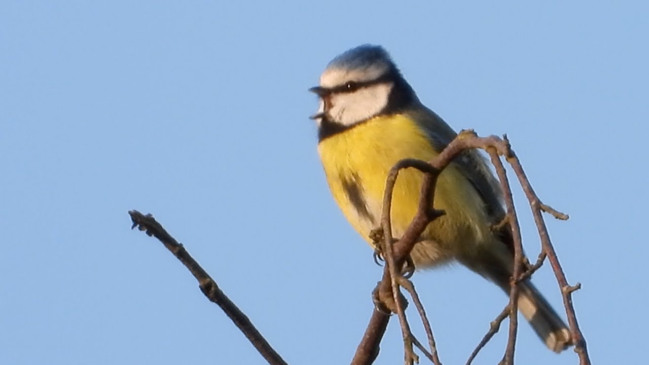 4K: Blue tit. Blaumeise. Cyanistes caeruleus - YouTube