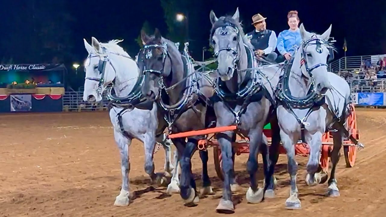 Three or Four Abreast Class ~ 2024 Draft Horse Classic - YouTube