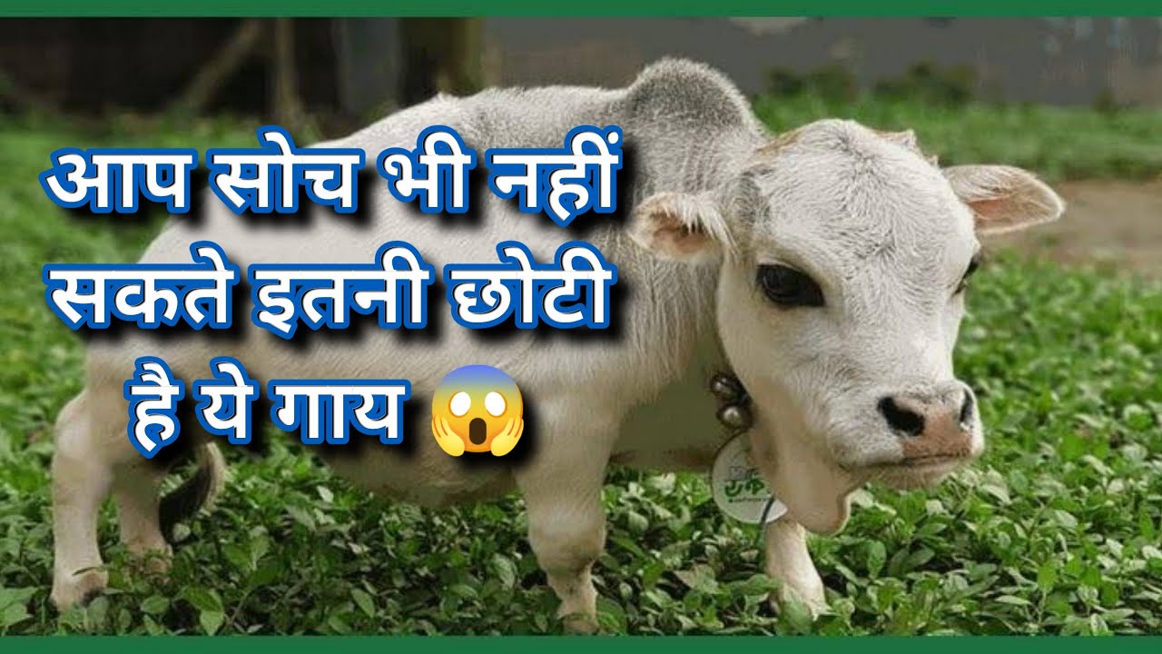 Vishv Ki Sabse Chhoti Cow ll Hareram Sharma ll - YouTube