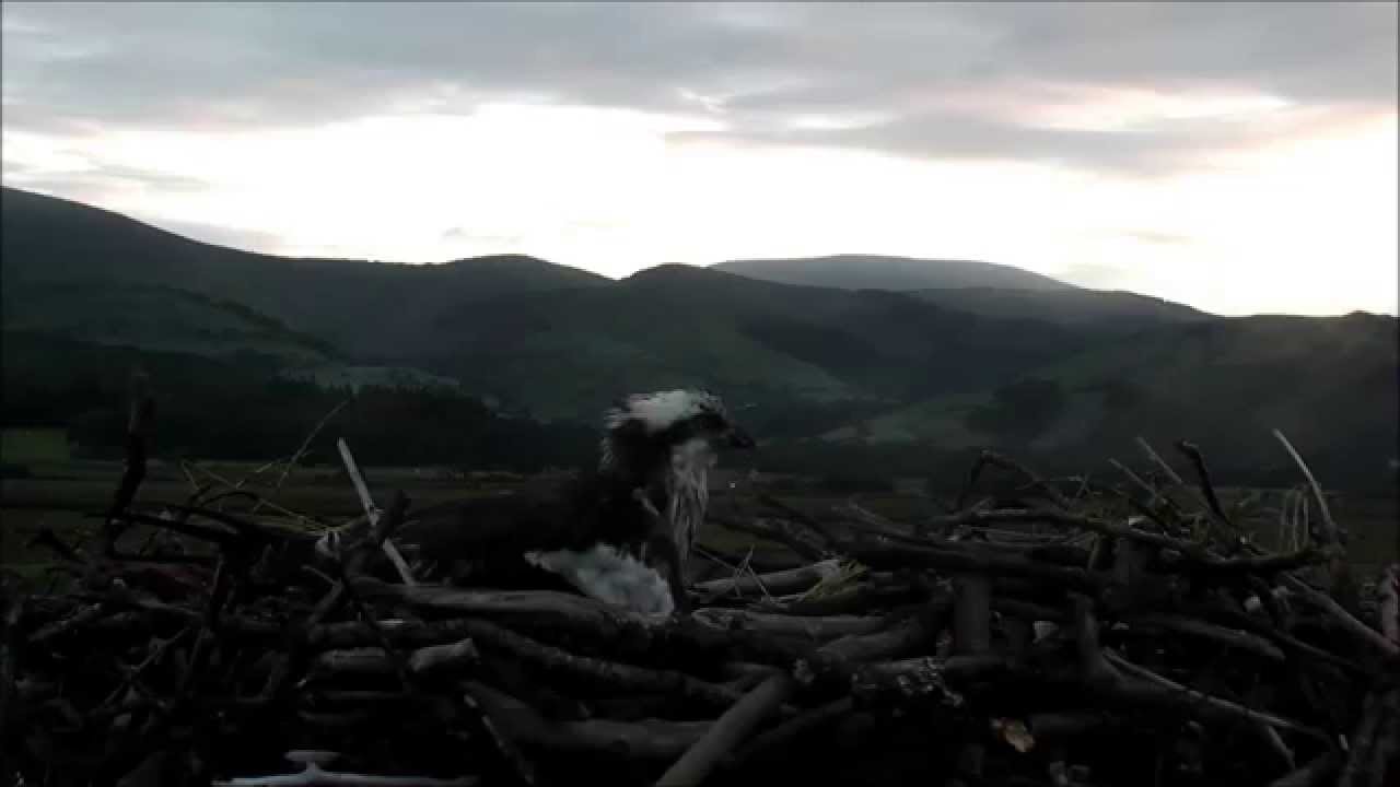 Twaite Shad - YouTube