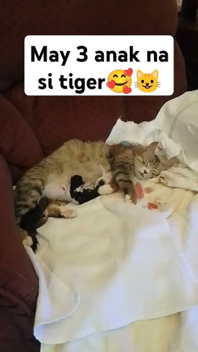 Nanganak na ang alaga kong pusa sa si tiger😺#cutecat #cat - YouTube