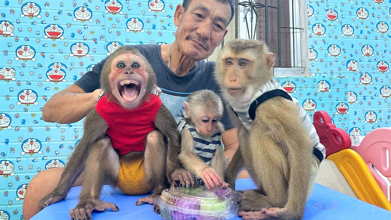Grandpa treats Monkey baby with fruit jelly - YouTube
