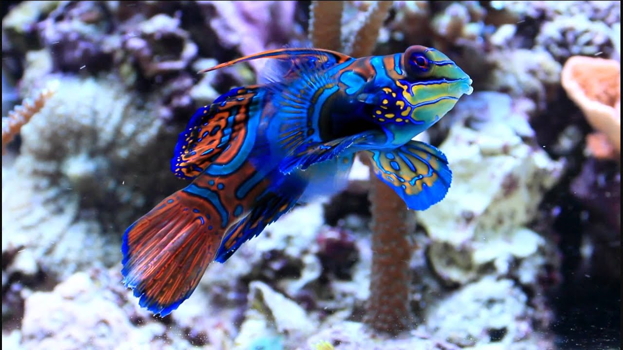 Synchiropus Splendidus (Mandarin dragonet) - YouTube