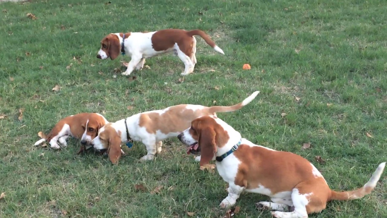 Basset Hounds Playing In The Yard - YouTube