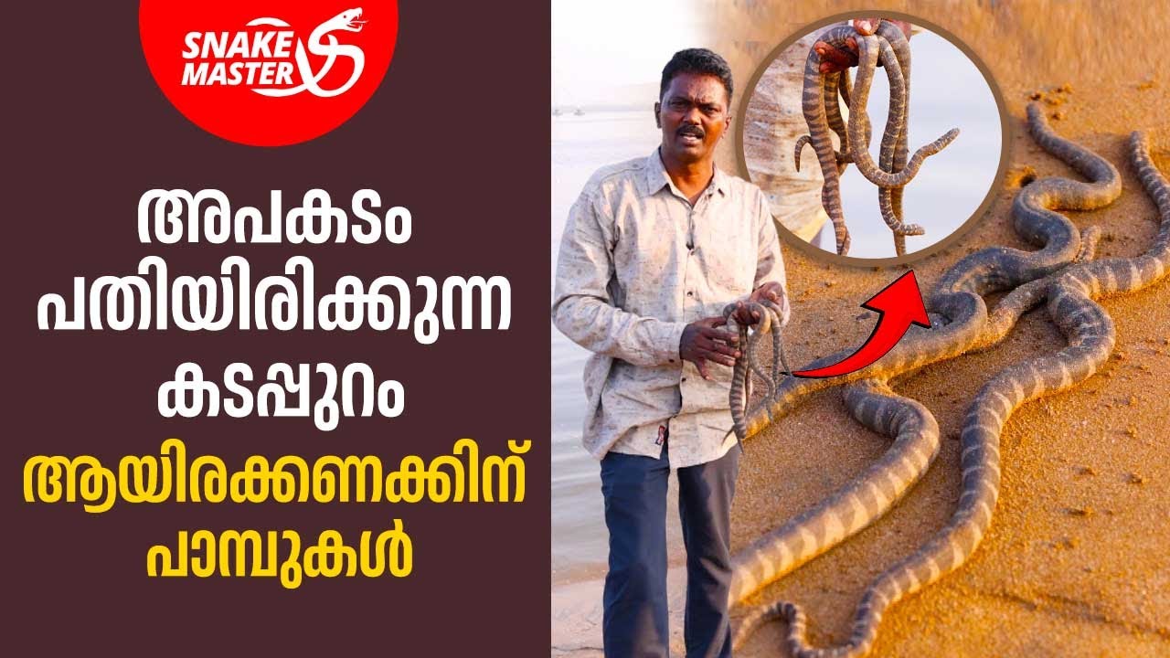 അപകടം പതിയിരിക്കുന്ന കടപ്പുറം, ആയിരക്കണക്കിന് പാമ്പുകൾ | Vava Suresh | Snakemaster EP 1045 - YouTube