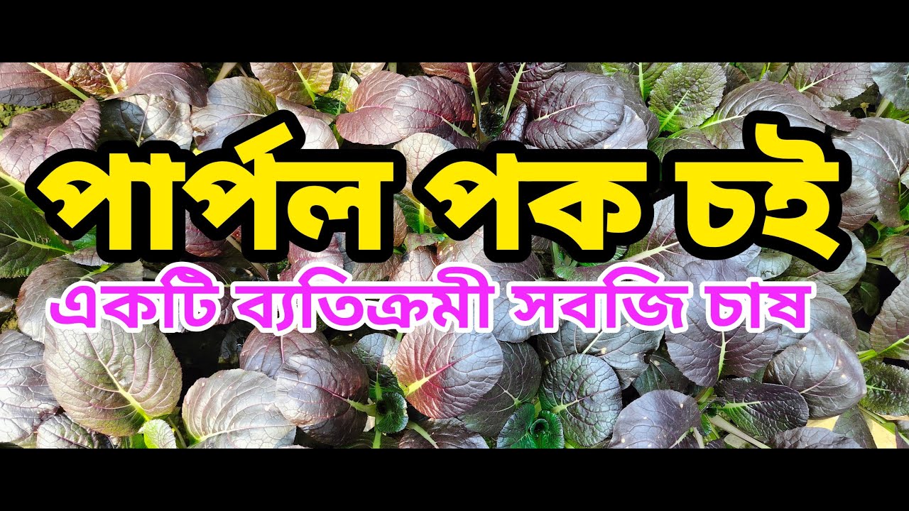 Pok Choy Cultivation I Bok Choy I Purple Bok Choy I Non Traditional ...