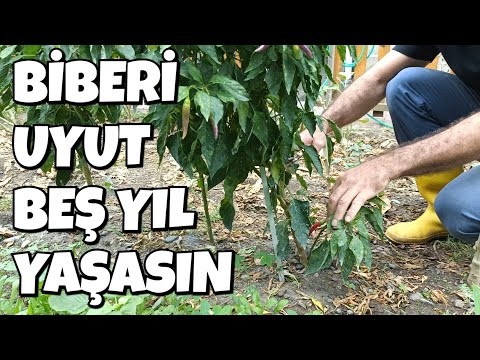 Biberi Uyut, Beş Yıl Yaşasın