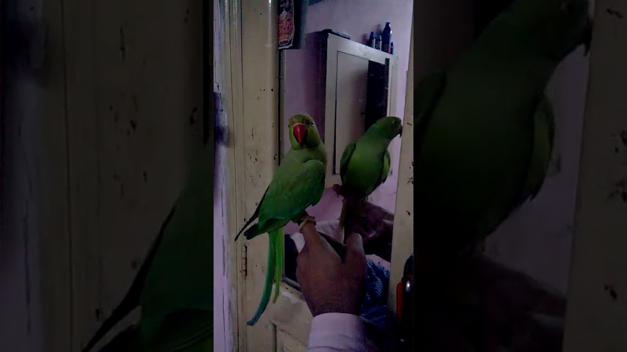 Parrot singing🎵 and dancing - YouTube