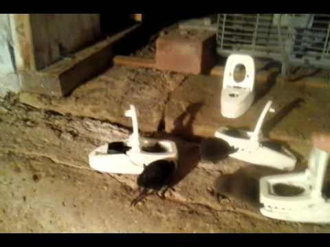 Tom cat mouse traps work great - YouTube