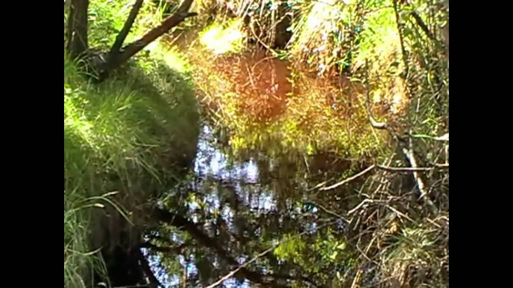 POOLE HARBOUR TRAIL WALK 2 - YouTube