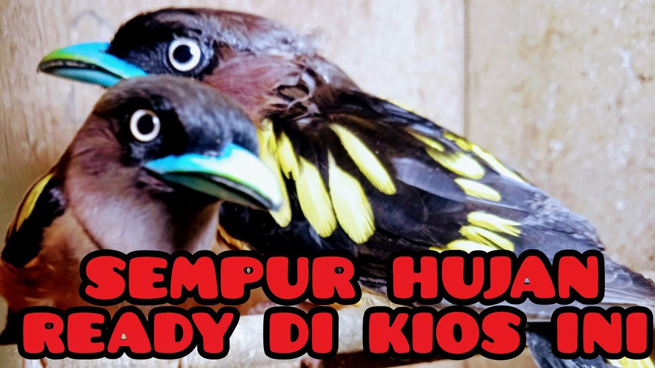 musim hujan, ready burung sempur hujan sriwang coklat pleci bustomi dll ...