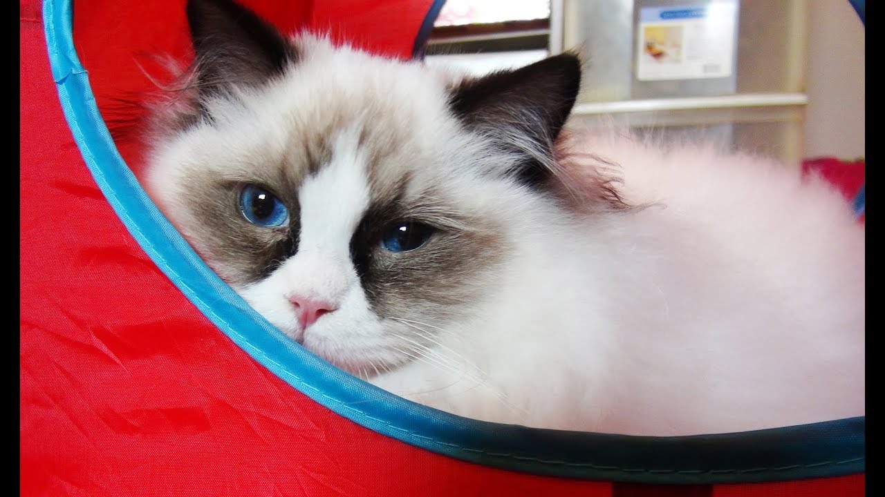 Bringing Ragdoll Kitten Casey Home - YouTube