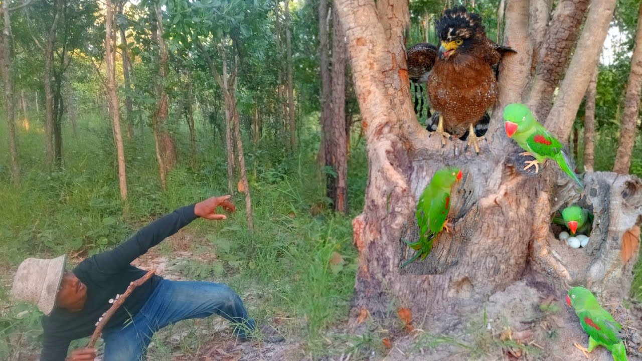 Amazing big tree stump with both parrots and eagles#wildlife# ...