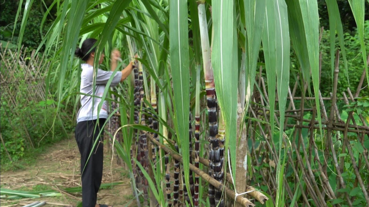 Build a new bamboo chicken coop for the chickens. Taking care of ...