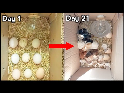 I hatch chicks with my hand made incubator | How to make hatching ...