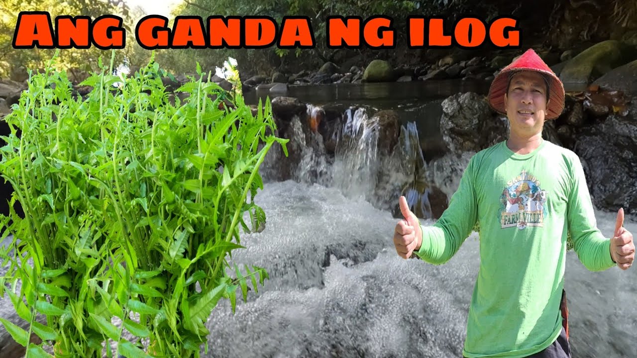 Pangunguha ng pako sa tabi ng ilog libreng pangulam #buhayprobinsya # ...