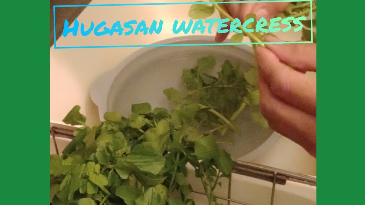 Hugasan Watercress ibabad sa tubig /asin. - YouTube