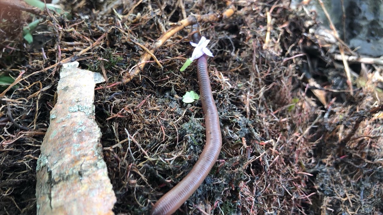 The Story Of William The Worm - YouTube