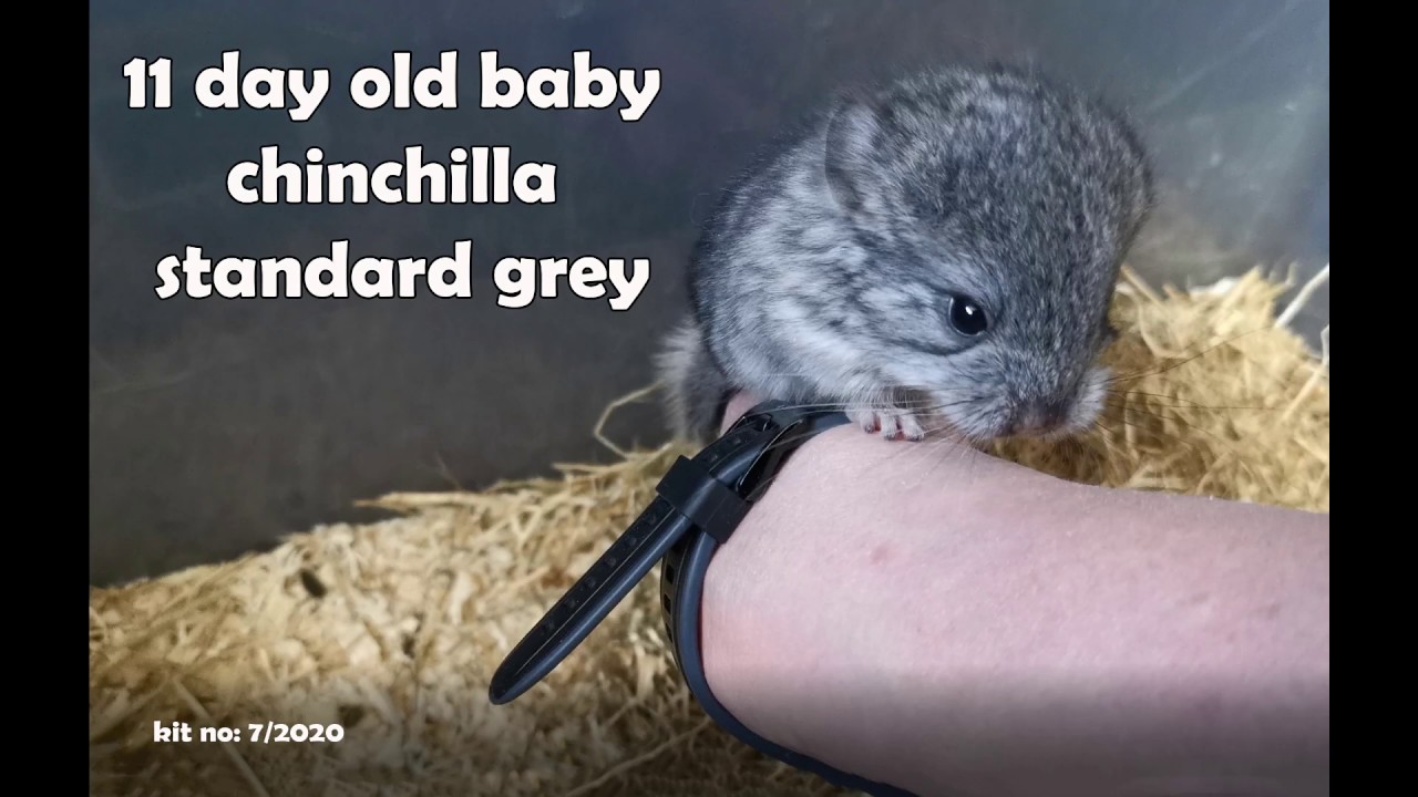 11 day old chinchilla kit, baby chinchilla ( kit no: 7/ 2020) - YouTube