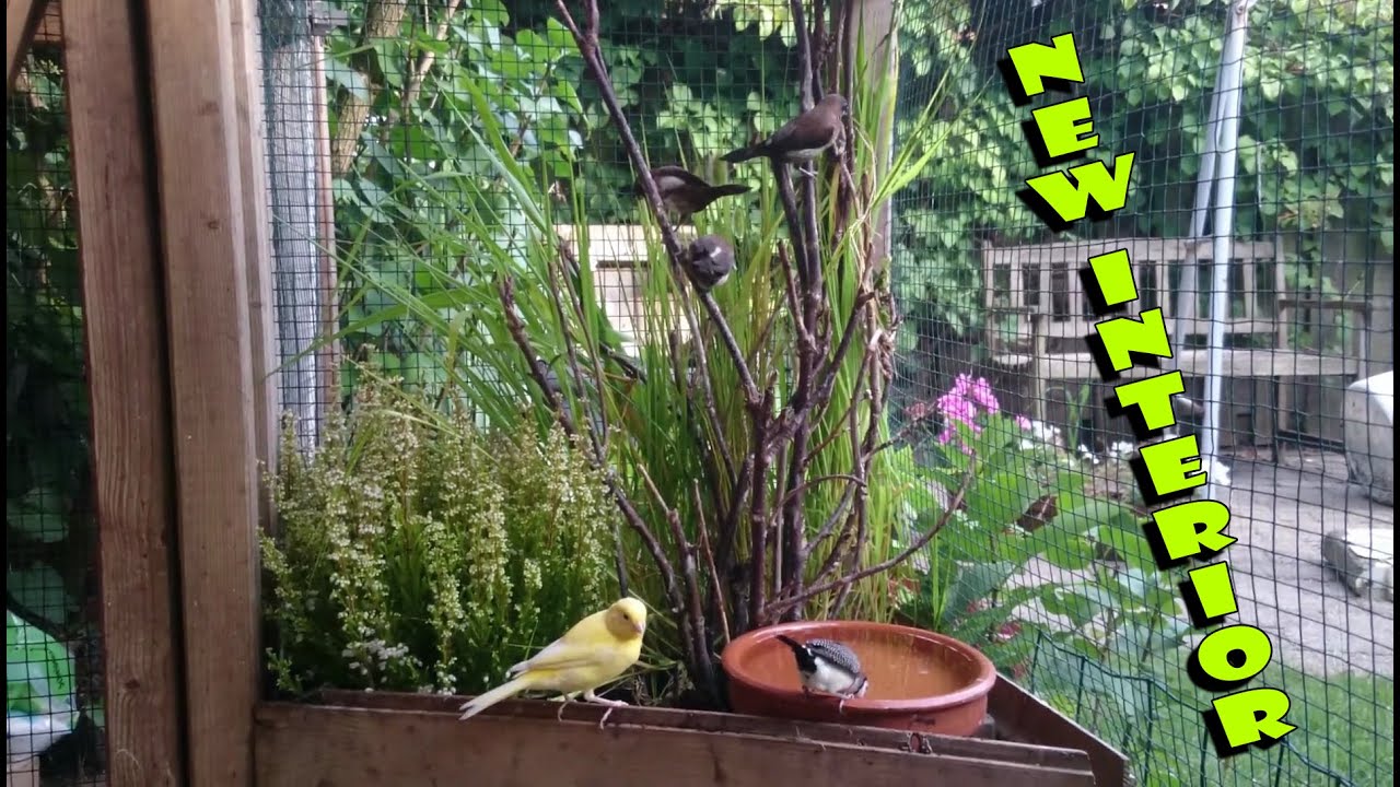 A mixed Aviary, A New Interior For The Birds - YouTube