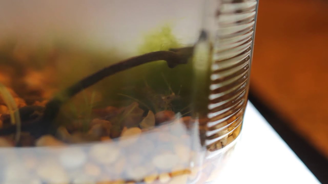 Homemade Ecosphere With Shrimp - YouTube
