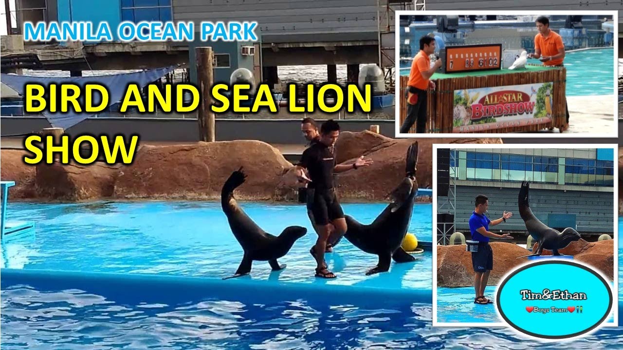 Manila Ocean Park Bird Show | Aviary Show #aviary #birds - YouTube