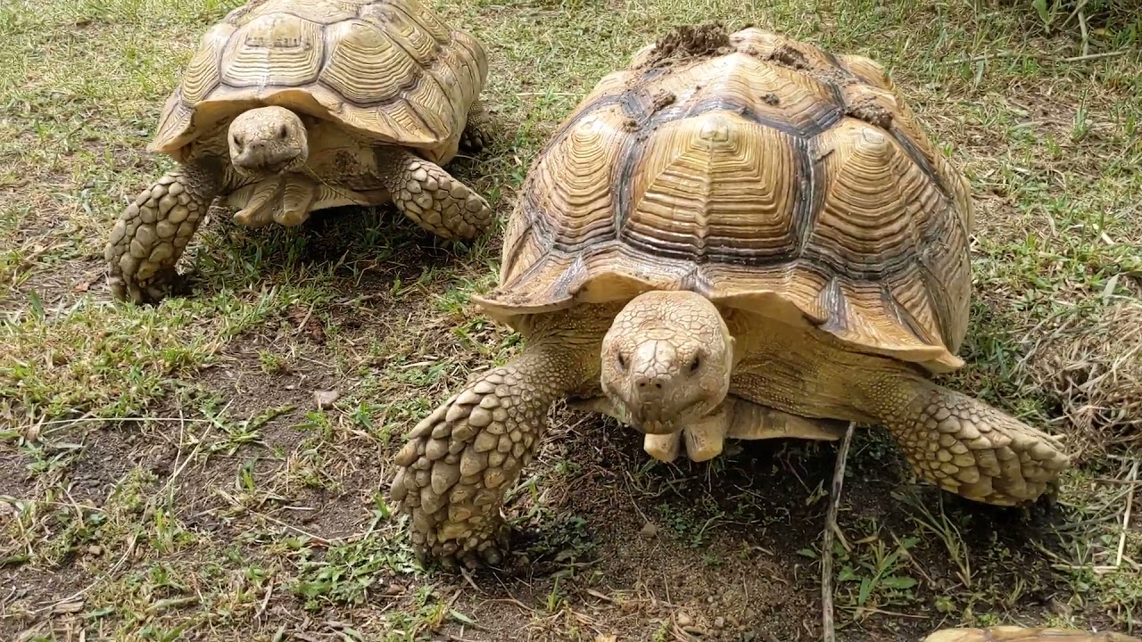 Tortoise fight - YouTube