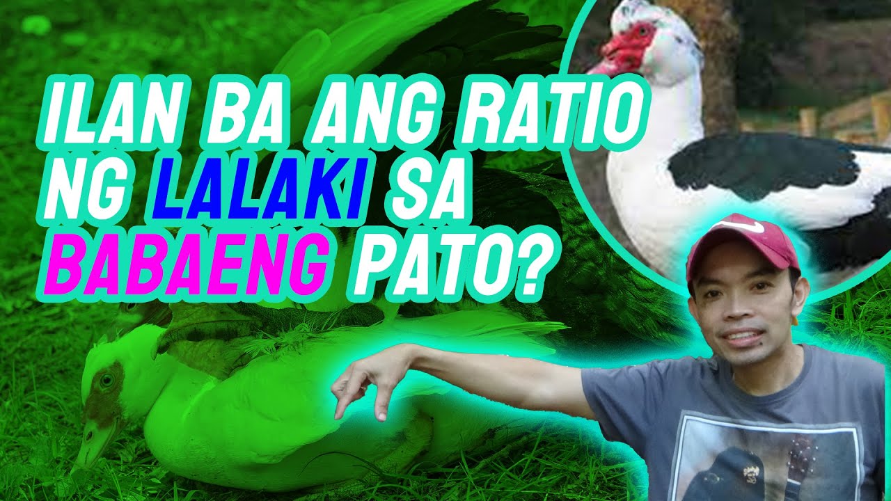 ILAN BA ANG RATIO NG LALAKE SA BABAENG PATO BIBE O MUSCOVY DUCK # ...