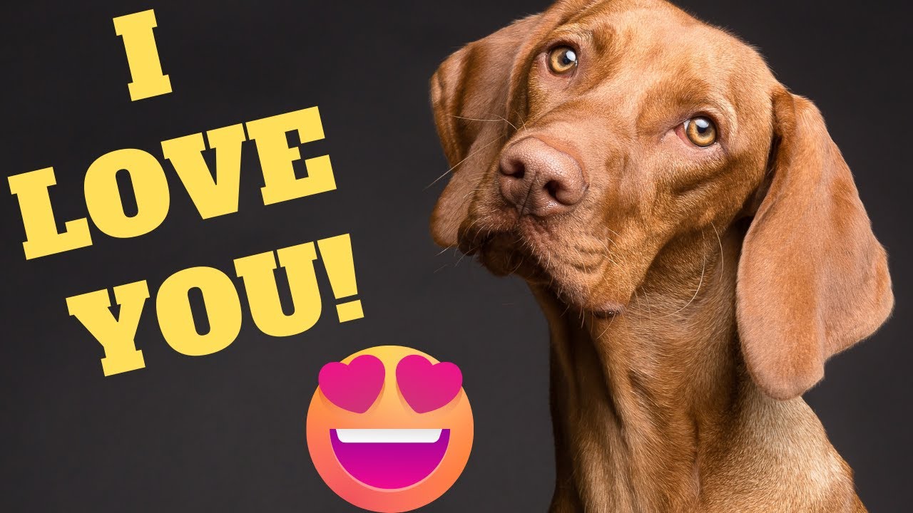 Why Your Dog ALWAYS Watches Your Every Move? - YouTube
