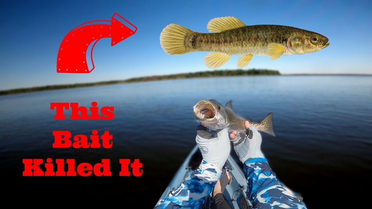 Fishing Live Mud Minnows for Georgia Speckled Trout - YouTube