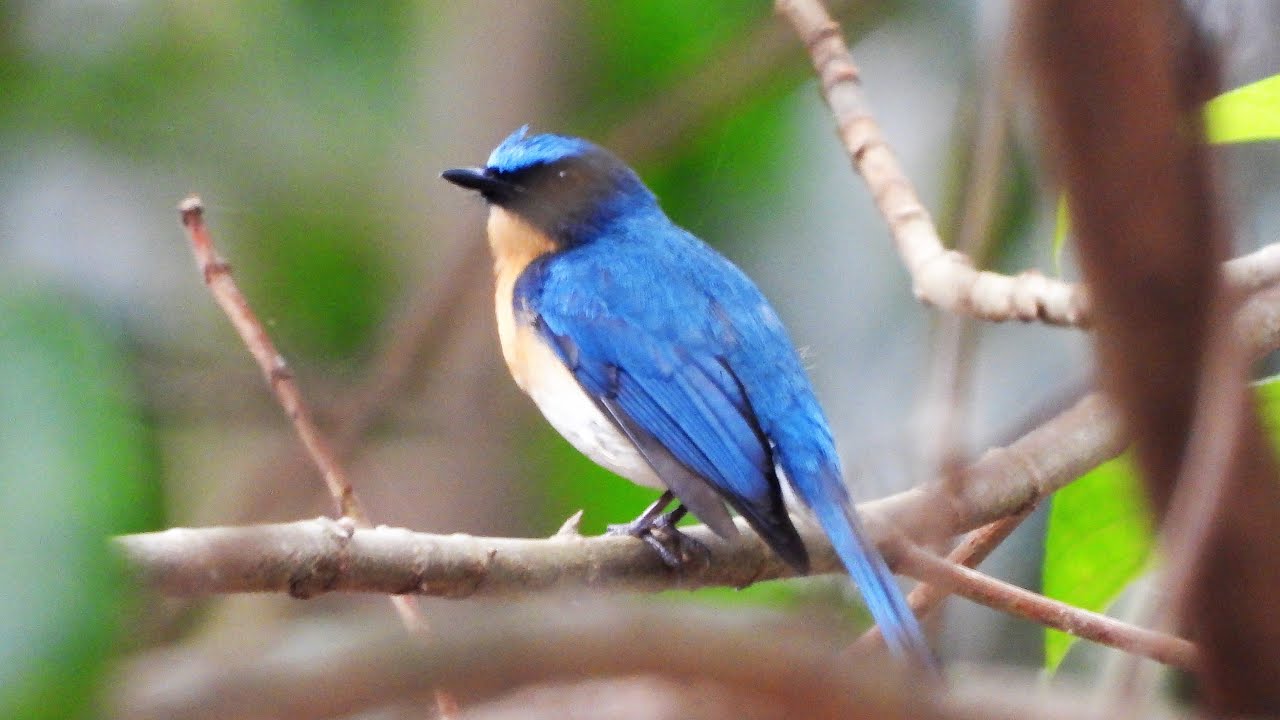 Tickell's blue flycatcher female call for mate /Blue bird/ Blue ...