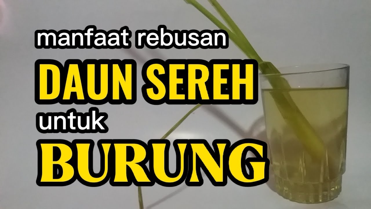 Manfaat Daun Sere untuk burung - YouTube